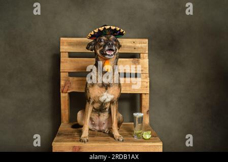Dog seated wearing Mexican charro hat. Portrait of mascot celebrating ...