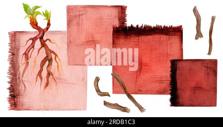 Hand drawn watercolor madder root coloring natural plant dye, materials ...