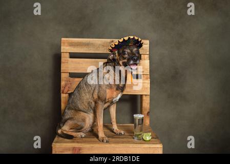 Dog seated wearing Mexican charro hat. Portrait of mascot celebrating ...