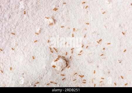 Small Lice Insects of the Order Psocodea on a trunk Stock Photo - Alamy