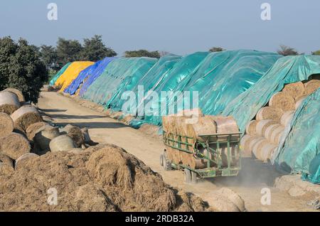 INDIA, Punjab, Lehragaga, Verbio biogas plant process paddy straw to ...