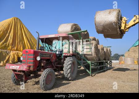 INDIA, Punjab, Lehragaga, Verbio biogas plant process paddy straw to ...