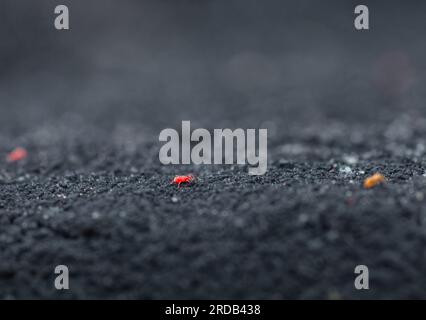 Little Red velvet mites moving on dark rock. Small bright Trombidiidae ...