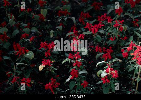 this little red flower growing up and getting taller in publick park ...