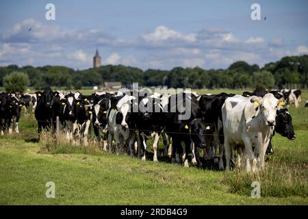 A herd of Friesland dairy cows walk back to their pastures after being ...