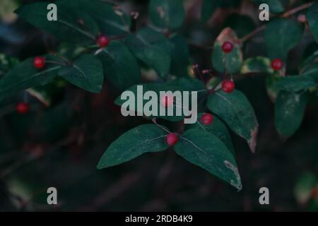 Formosa or Chinese firethorn bush shrub hedge plant branches with green ...