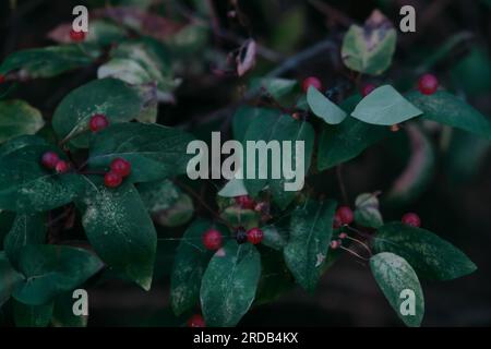 Formosa or Chinese firethorn bush shrub hedge plant branches with green ...