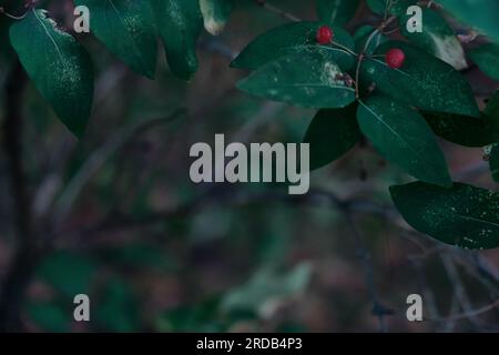 Formosa or Chinese firethorn bush shrub hedge plant branches with green ...