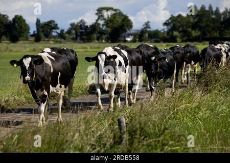 SOEST - 20/07/2023, Cows walk towards the barn where solar panels are ...