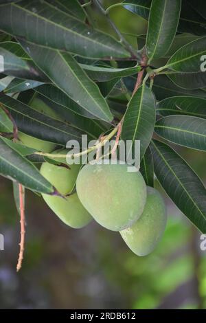 Mango tree with mangos hanging down from a tree branch Stock Photo - Alamy