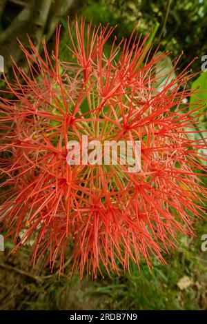 Closeup of a red spider lily in the blurred natural background Stock ...