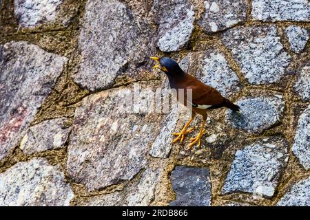 common myna, near a water I stand alert Stock Photo - Alamy