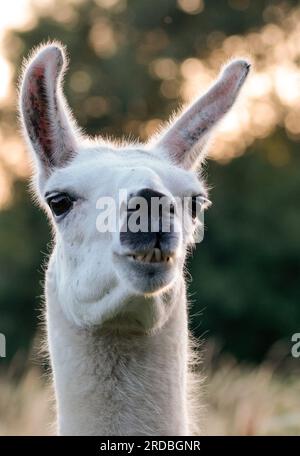 muzzle of a llama with very long neck Stock Photo - Alamy