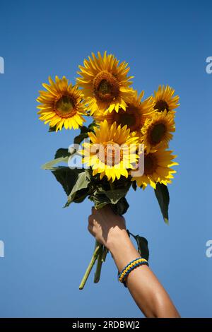 Female hand holds bouquet of yellow daffodils, gives a gift for ...