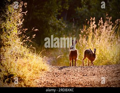 playing Brown Hares Stock Photo - Alamy