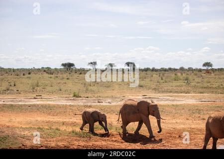 The great mighty red African elephants in Kenya in Tsavo east national ...