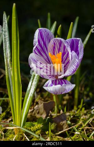Spring Crocus, aka Giant Crocus (Crocus vernus) flowers - Virginia USA ...