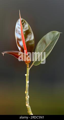 Ficus elastica or rubber plant with red flower and green leaves Stock ...
