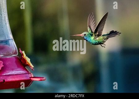 Broad billed Hummingbird Tucson Arizona USA colorful song bird color ...