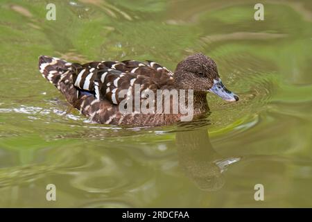 Southern African Black Duck (Anas sparsa sparsa Stock Photo - Alamy