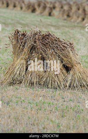 Thatching stooks near Marden, Wiltshire, UK Stock Photo - Alamy