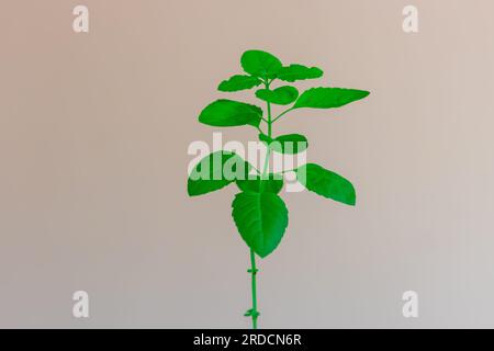 Sacred Tulsi Tree with white background from Unique Perspectives Stock ...