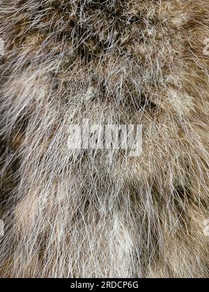Fur Texture of Raccoon Close Up. Natural Fur Photography. Shallow focus ...