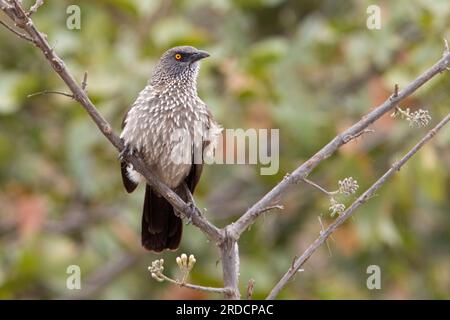 Arrow-marked babbler (Turdoides jardineii) on the ground, searching for ...