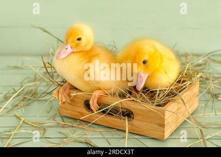 Box with cute ducklings on green wooden background Stock Photo - Alamy