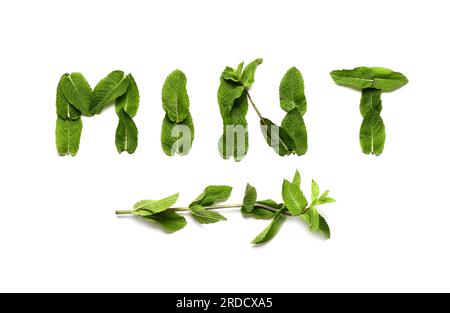 Word mint made of green leaves on white background Stock Photo - Alamy