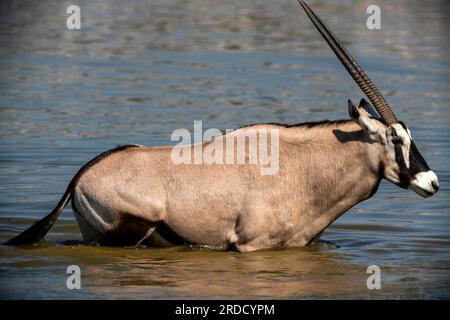Gemsbok or Orix antelope at Okaukuejo waterhole, Etosha National Park ...
