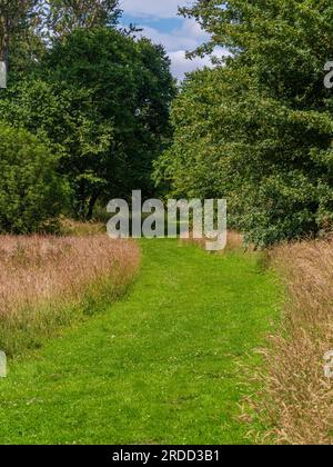 Grass pathway mown through a summer meadow leading into a woodland area ...