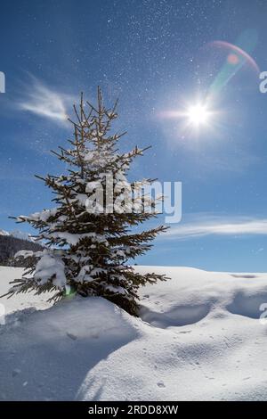 winter fir tree sunlight Stock Photo - Alamy
