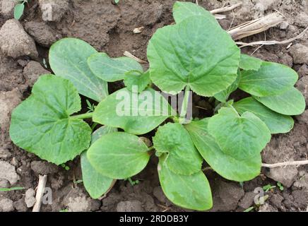 Young seedlings of zucchini grow in open organic soil Stock Photo - Alamy