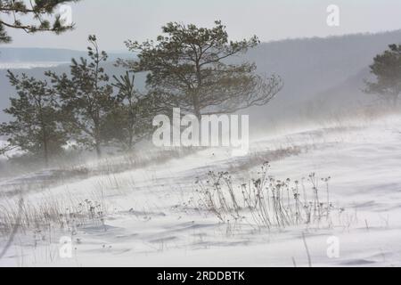 Winter blizzard with wind, snow and frost Stock Photo - Alamy