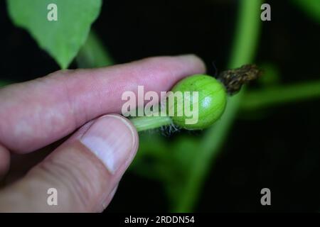 Watermelon flower - baby watermelon - watermelon setting fruit - female ...
