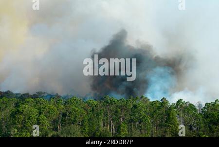 Dangerous wildfire burning severely in Florida jungle woods. Hot flames ...