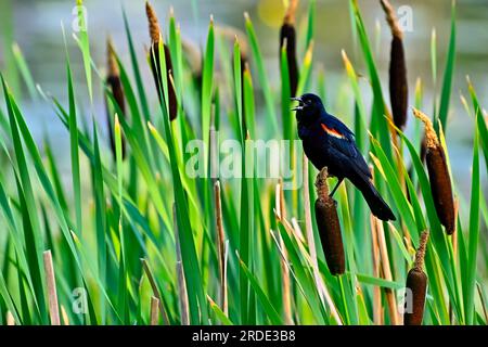 Red-Winged Blackbird Calling While Perched in Tree Stock Photo - Alamy