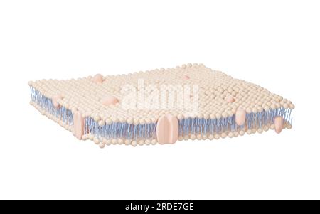 Cell membrane structure background, 3d rendering. Digital drawing Stock ...