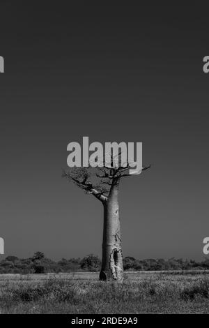 Beautiful Alley of baobabs. legendary Avenue of Baobab trees in ...
