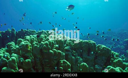 Hard corals colony Porites, school of colorful tropical fish swims ...