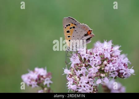 Close-up, small fire butterfly (Lycaena phlaeas), sitting on a yellow ...
