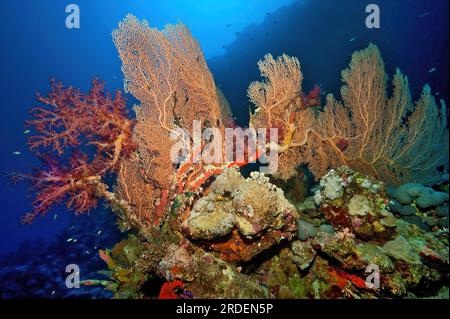 Corals stony coral (Scleractinia) (Dendronephthya) grow on shipwreck as artificial reef, Indian ...