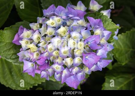 Hydrangea, flower, blue, Baden-Wuerttemberg, Germany Stock Photo - Alamy