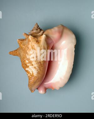 Aliger (Strombus) gigas, Strombidae Stock Photo - Alamy