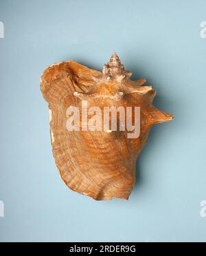 Aliger (Strombus) gigas, Strombidae Stock Photo - Alamy