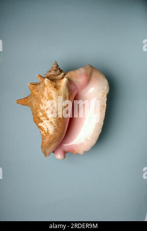 Aliger (Strombus) gigas, Strombidae Stock Photo - Alamy