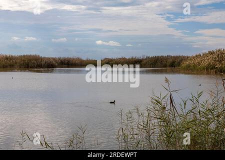 Salt lake of Akrotiri, port city of Lemesos (Limassol) on Cyprus Stock ...