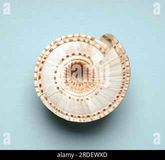Architectonica perspectiva, Architectonicidae Stock Photo - Alamy