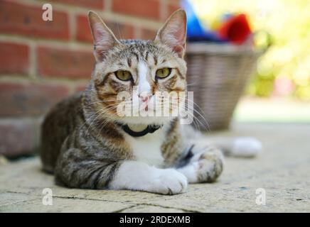 Dave the cat, pictured at his new home. England’s unlikely World Cup ...